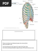 Costal Arch | PDF | Thorax | Thorax (Human Anatomy)