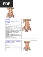 Técnicas de Cervicotomía | PDF | Especialidades Medicas | Medicina CLINICA