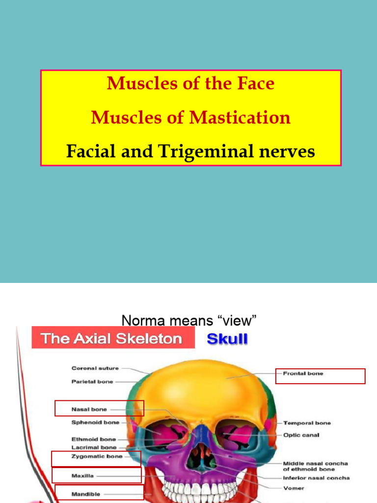 1st Lecture Facial Muscles, Muscles of Mastication | PDF | Human ...