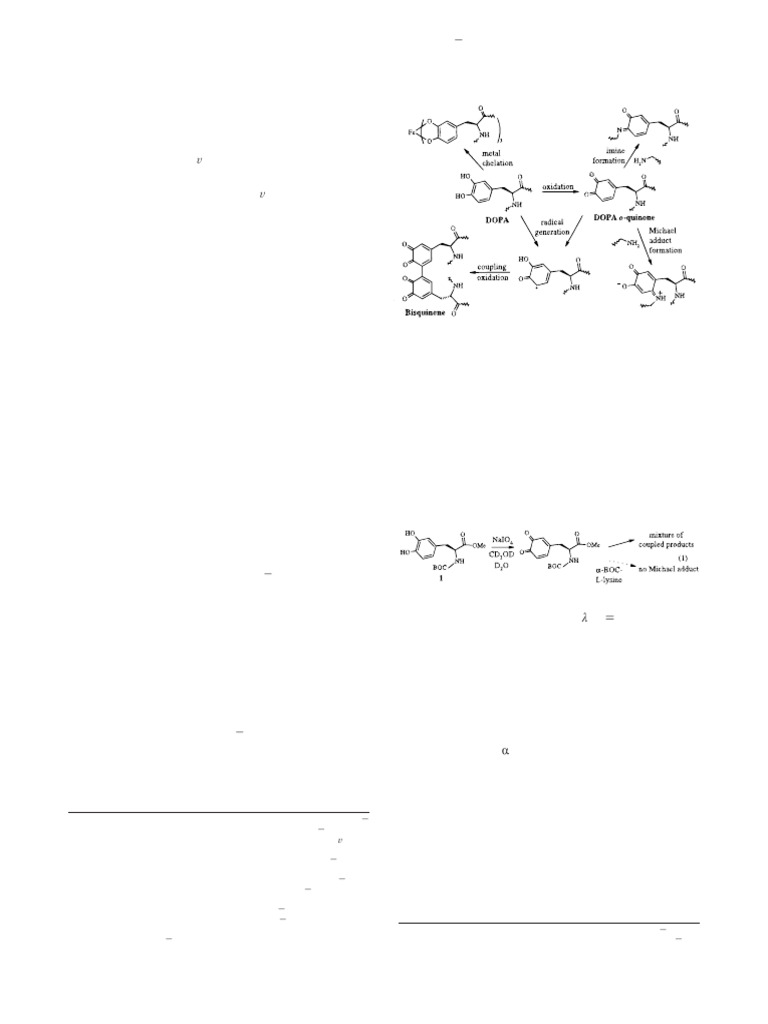 DOPA's Role in Mussel Adhesive Proteins | PDF | Proteins | Amino Acid