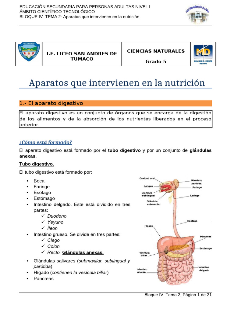 Tema 2-Aparatos Que Intervienen en La Nutrici n | PDF | Corazón | Sistema digestivo humano