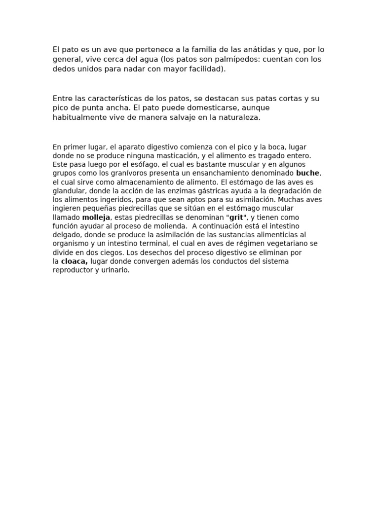 Anatomía del aparato digestivo del pato | PDF