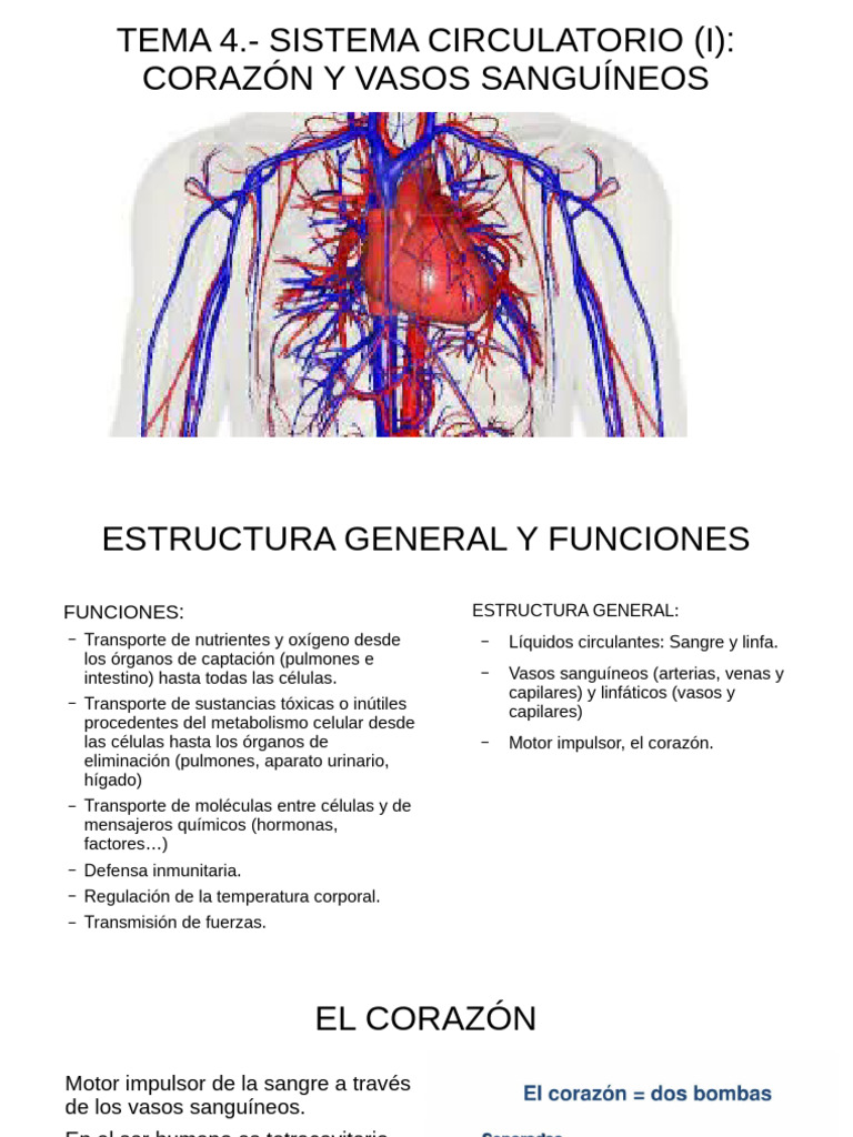 Tema 4 Aparato Circulatorio I Pdf Corazón Artería
