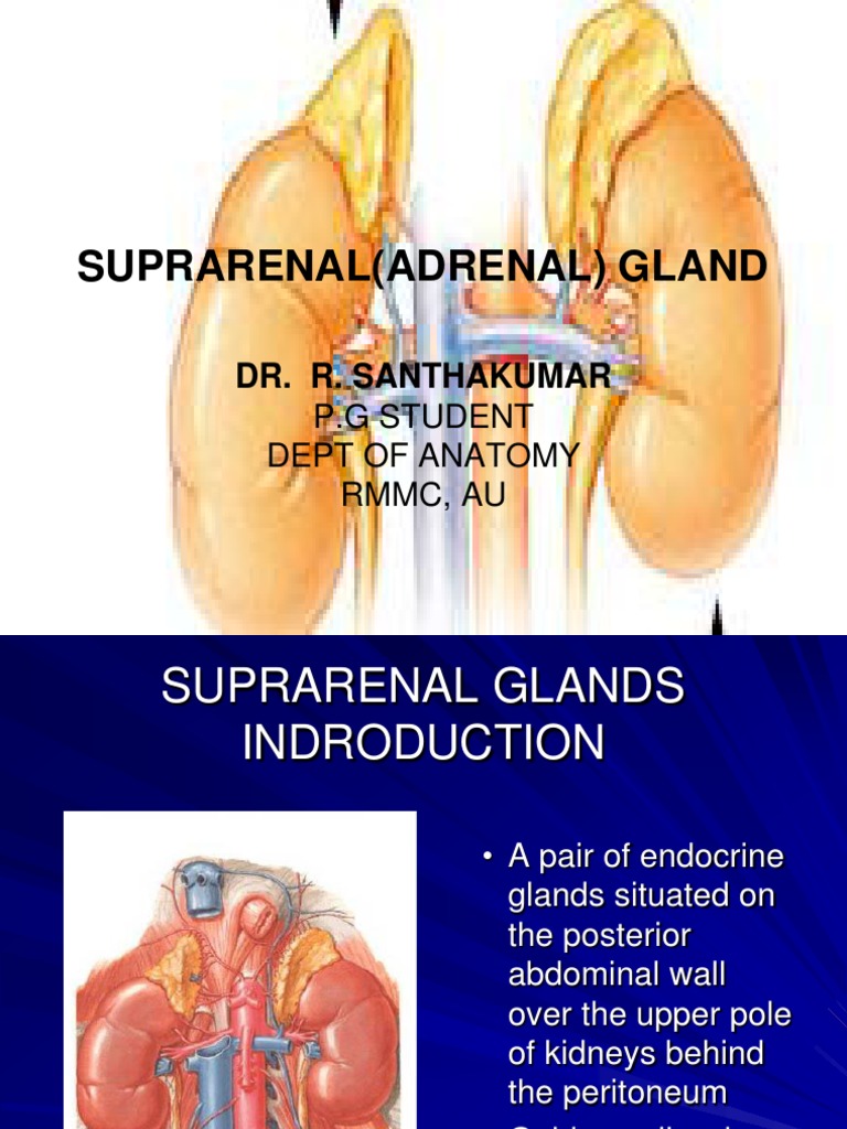 Suprarenal (Adrenal) Gland: Dr. R. Santhakumar | PDF | Adrenal Gland ...