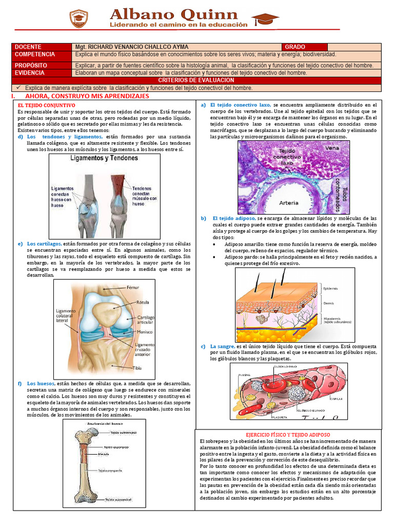 Sesión de Aprendizaje N°06 Tejido Conectivo | PDF | Tejido conectivo | La matriz extracelular