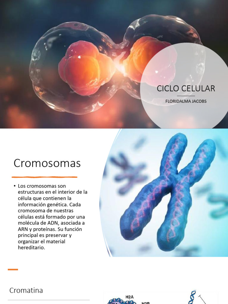 Ciclo Celular | PDF | Mitosis | Cromosoma