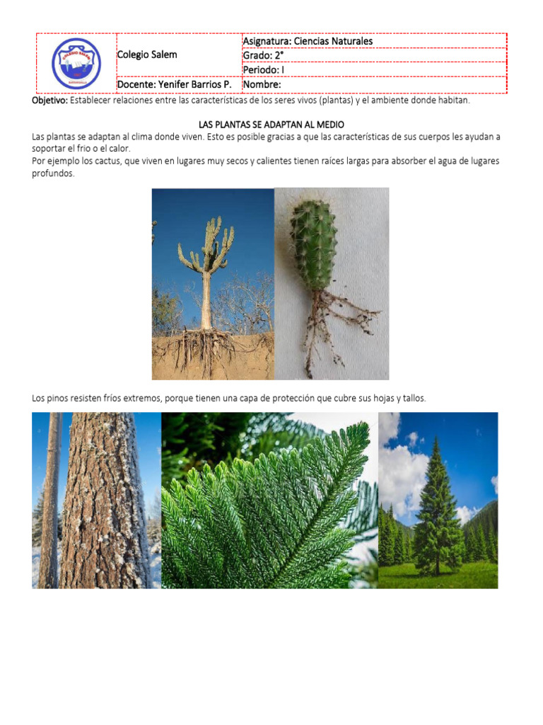 Adaptaciones de Plantas al Medio Ambiente | PDF