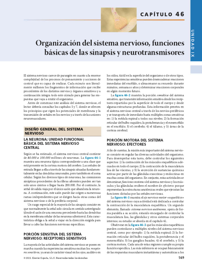 Guyton y Hall: Fisiología Médica 14ª Ed. | PDF | Neuroanatomía ...