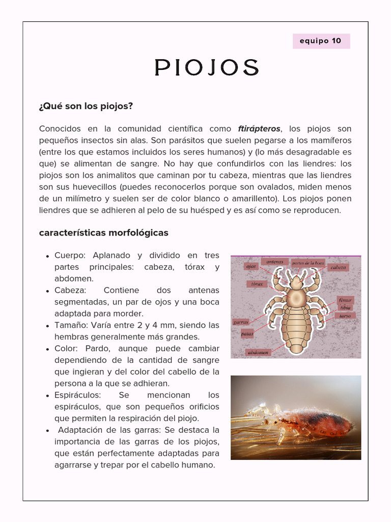 PIOJOS | PDF | Insectos | Zoología