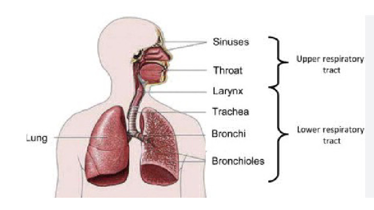 Respiratory | PDF