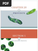 Characteristics of Protoctists Explained | PDF