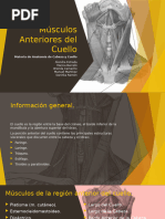Musculos de La Nuca | PDF | Anatomía humana | Sistema musculoesquelético