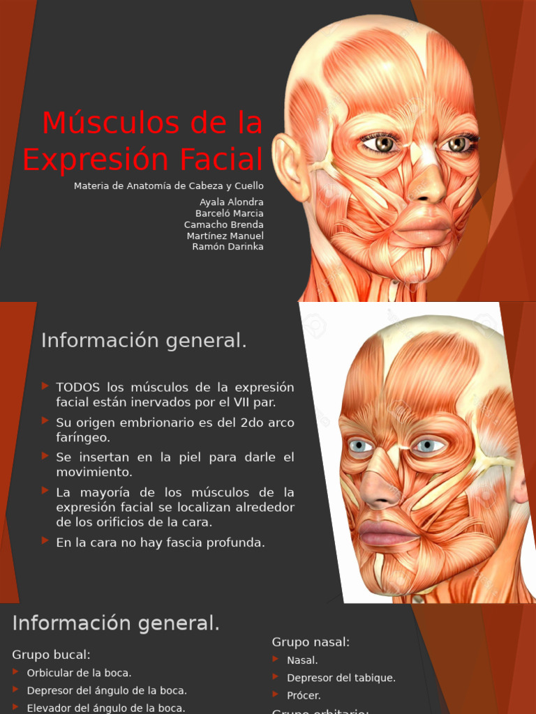 Músculos de la Expresión Facial - CyC | PDF | Nariz humana | Anatomía ...
