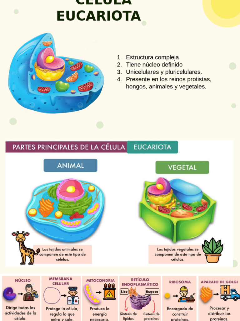 Estructura y tipos de células eucariotas | PDF