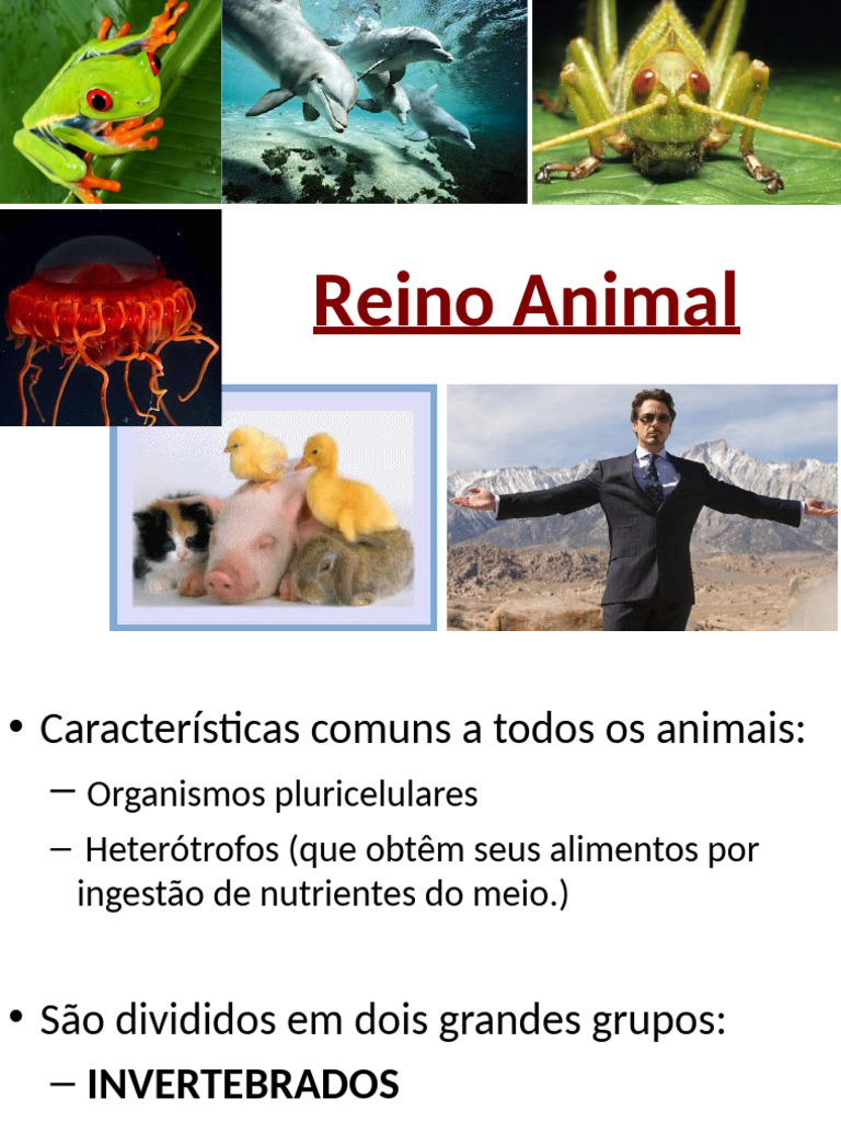 Classificação do Reino Animal | PDF | Insetos | Ovo