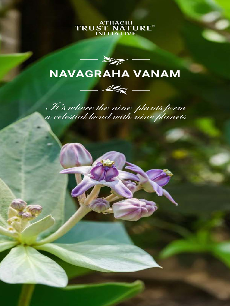 Athachi Navagraha Vanam | PDF | Trees | Ficus