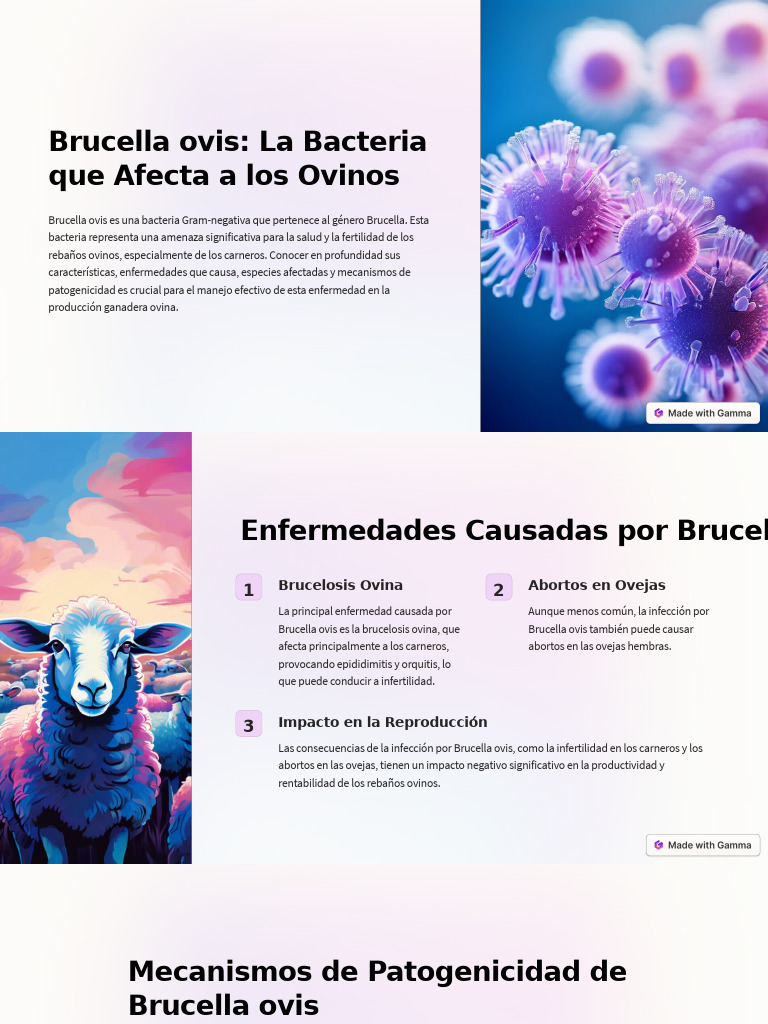 Brucella Ovis La Bacteria Que Afecta A Los Ovinos | PDF | Oveja ...