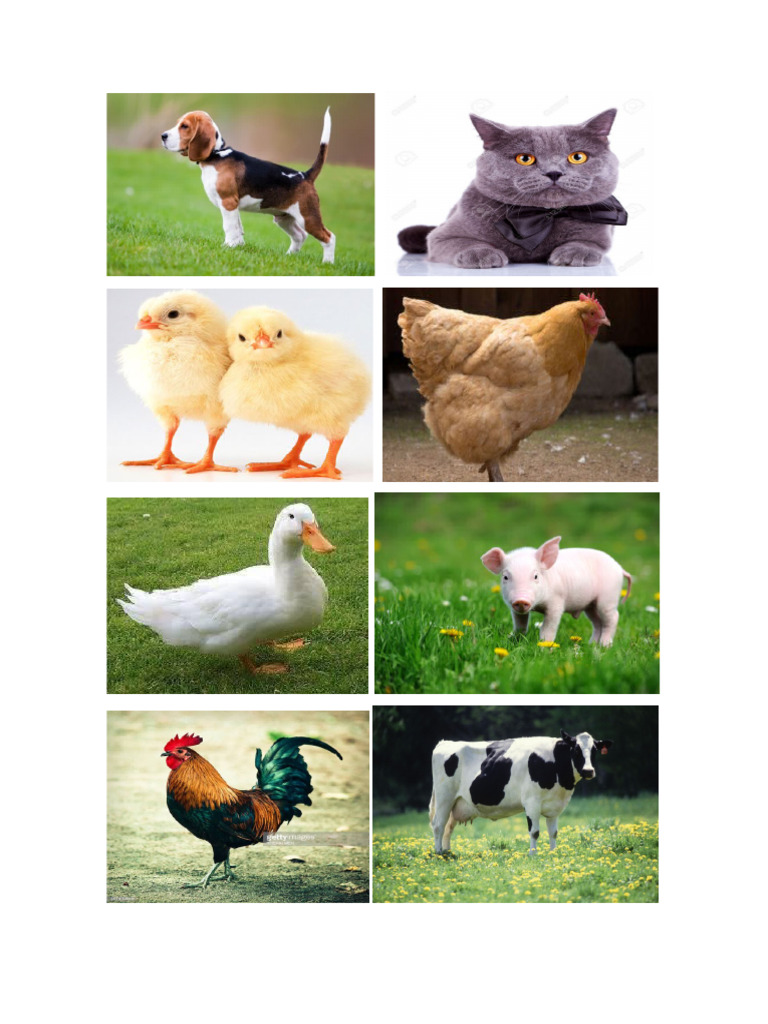 Dog Cat Chicken | PDF