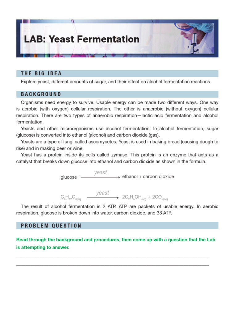 Yeast Fermentation Lab Results | PDF | Cellular Respiration | Fermentation