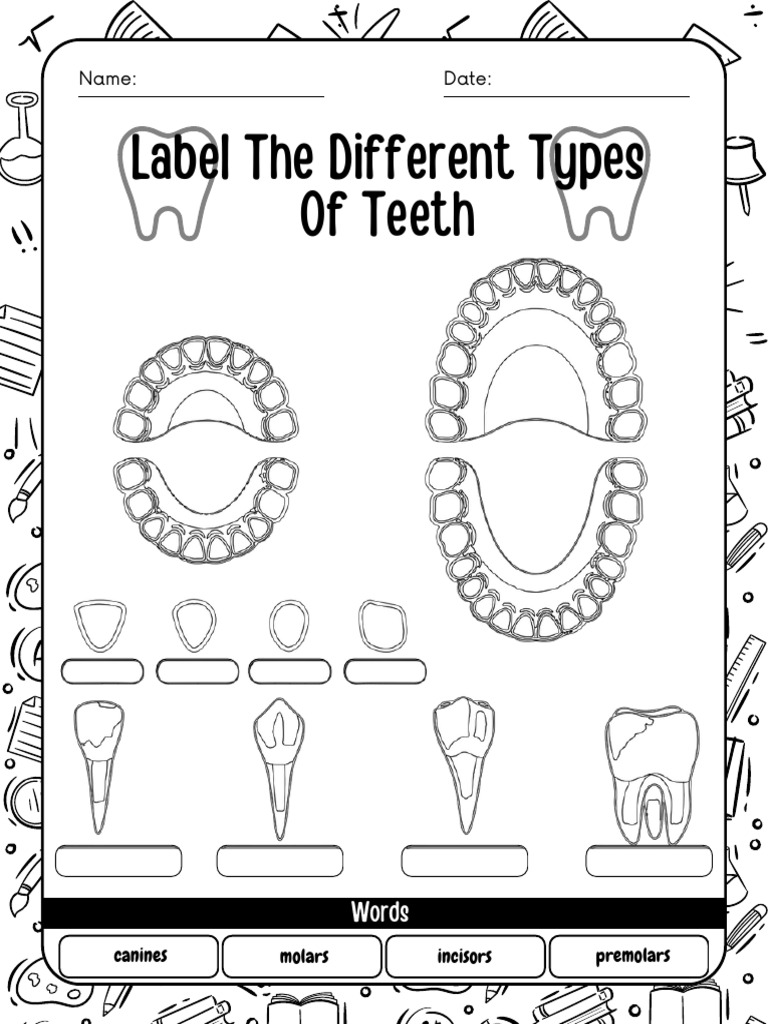 Label The Different Types of Teeth | PDF