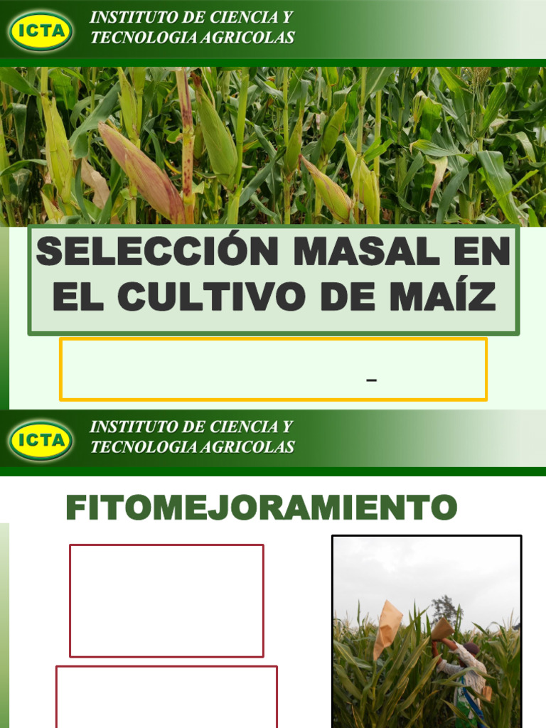 Selección Masal en Maíz: Métodos y Ventajas | PDF | Fitomejoramiento | Maíz