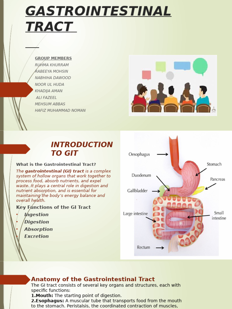 Gastrointestinal Tract | PDF | Small Intestine | Stomach