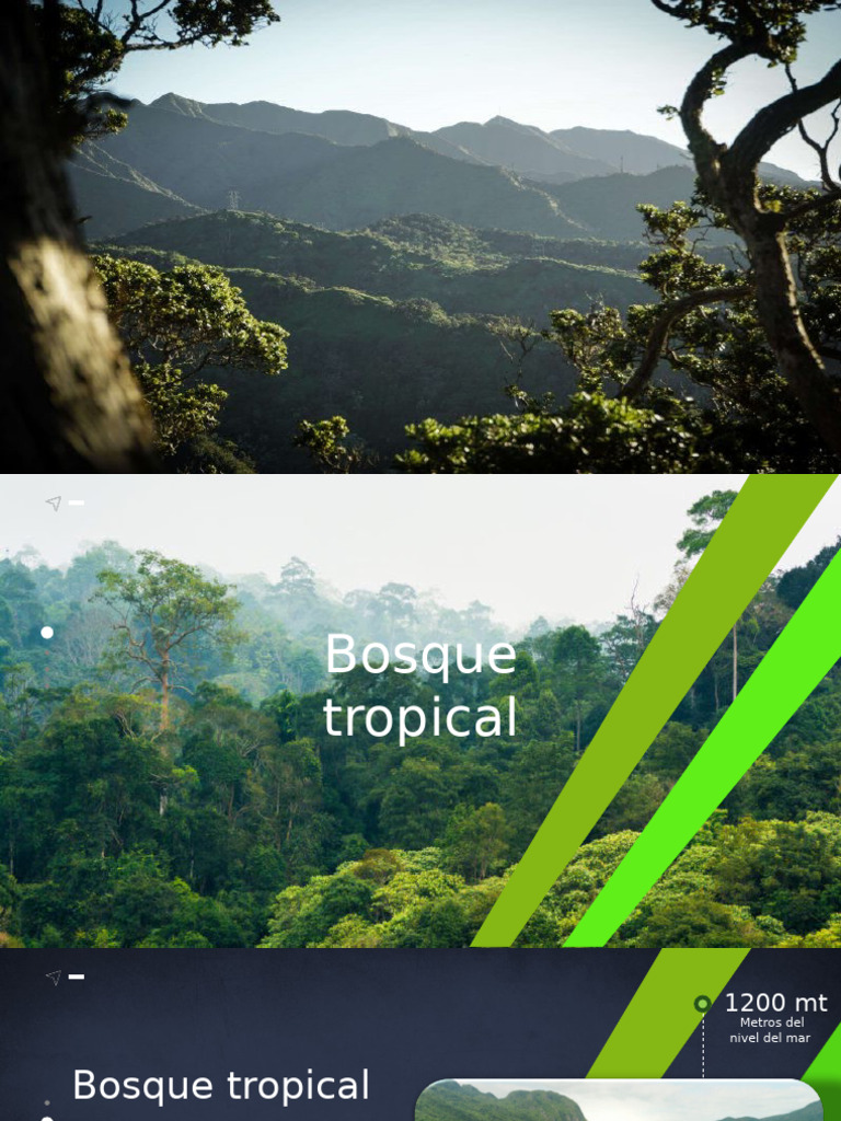 Ecosistemas Bosque Tropical | PDF | Zona tropical | Selva