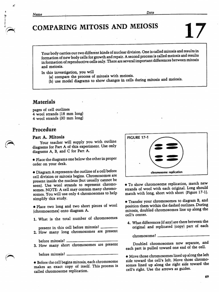Mitosis and Meiosis Comparing Activity | PDF