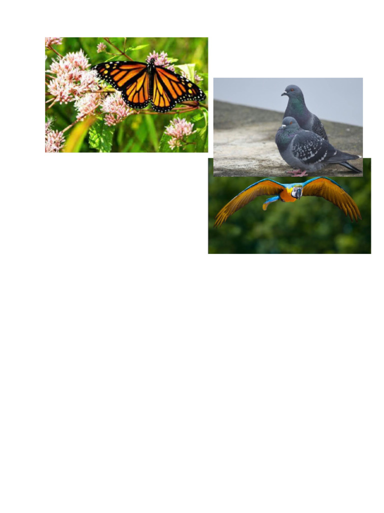 Animal That Fly | PDF