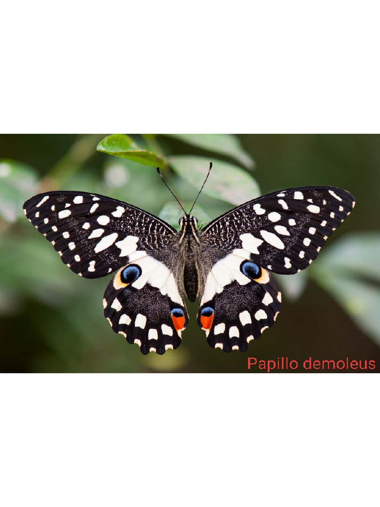 Ento Insect Names | PDF