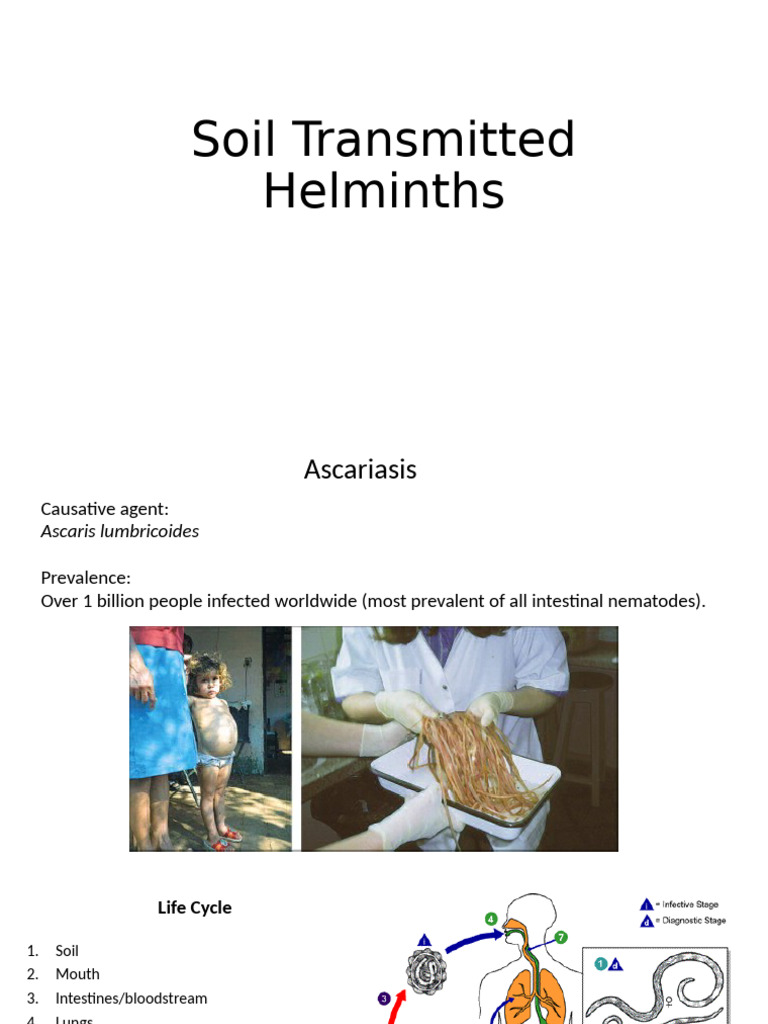 Soil-Transmitted-Helminths | PDF | Parasitology | Microbiology