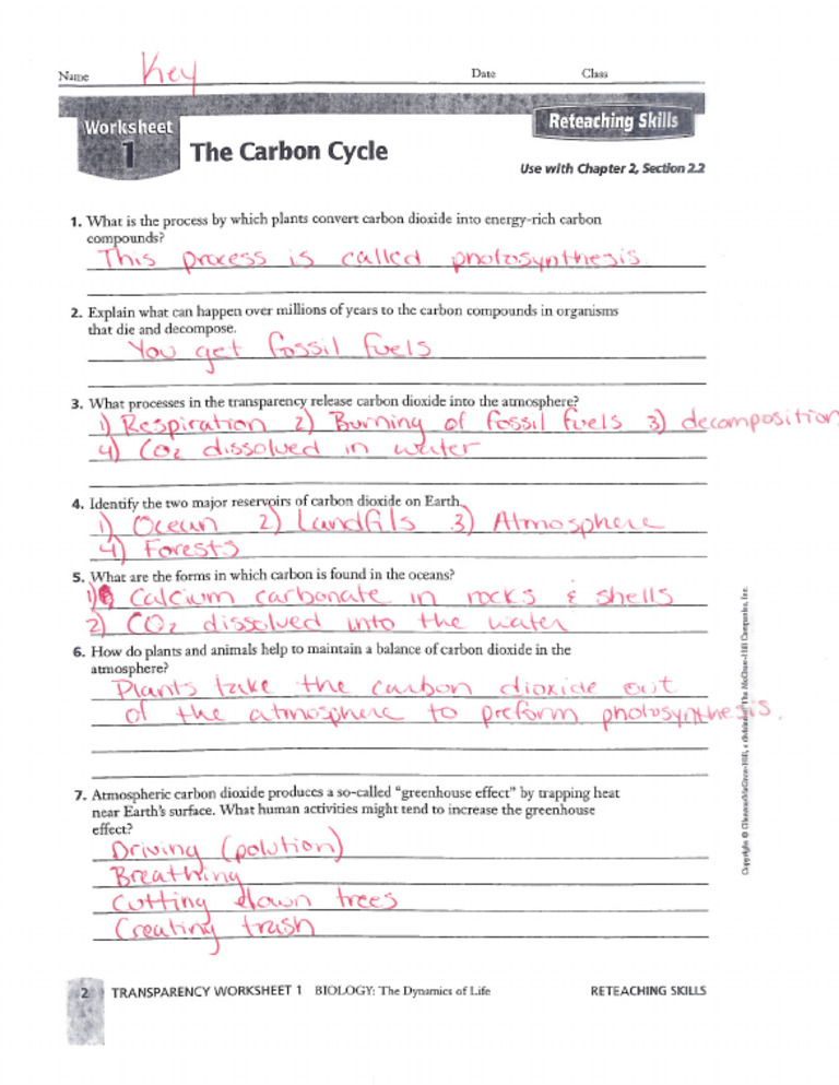 Carbon Cycle Review Worksheet Answers | PDF