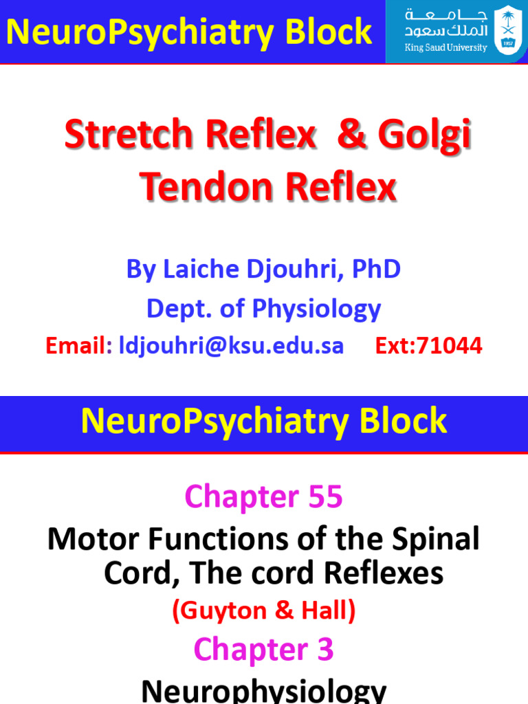 6-Djouhri Lecture 4 Stretch Reflex Final B | PDF | Motor Neuron ...