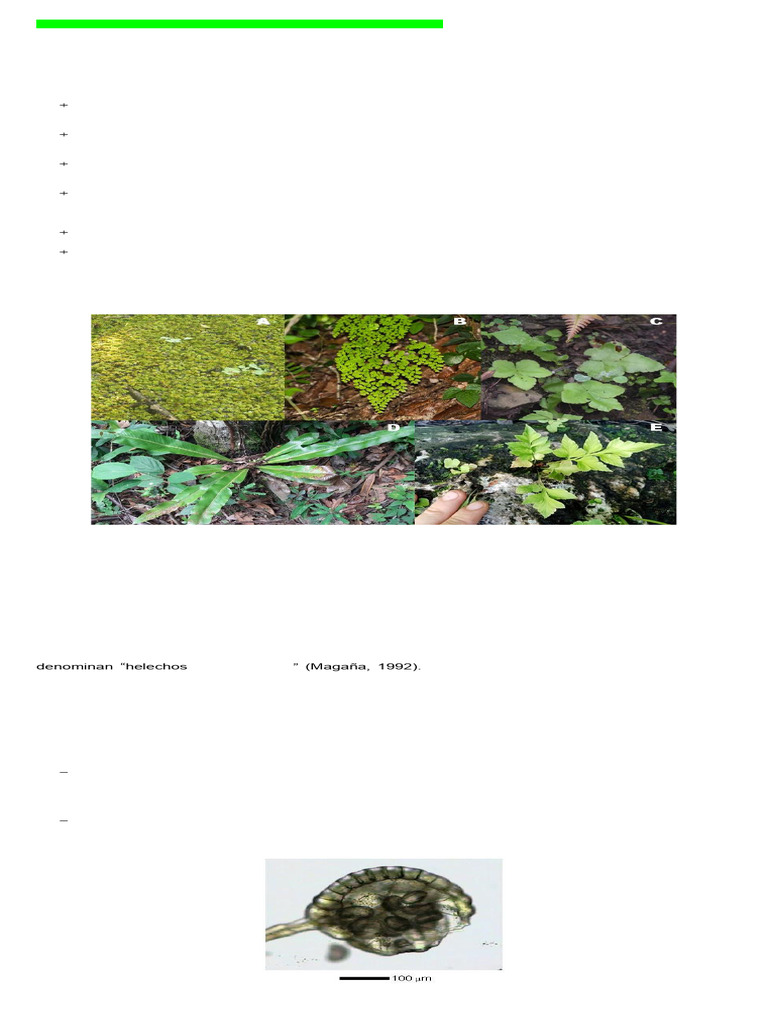 Infografía Polypodiaceae | PDF | Tallo de la planta | Plantas