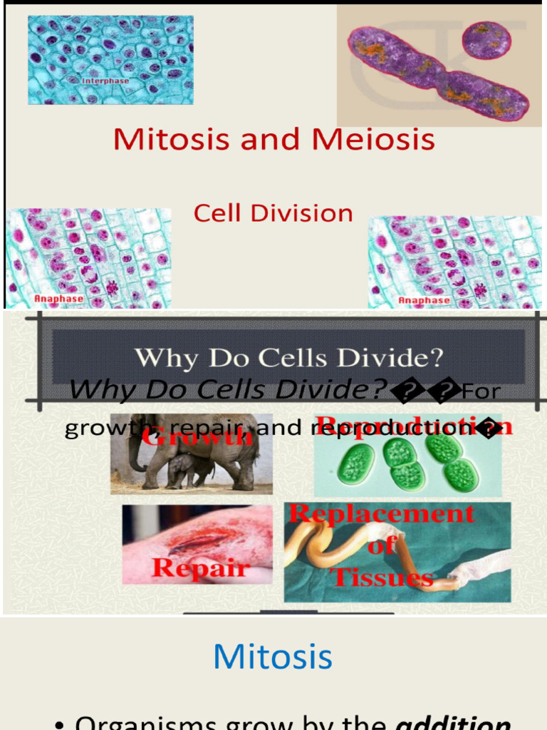 Demo Slides Cell Cycle | PDF