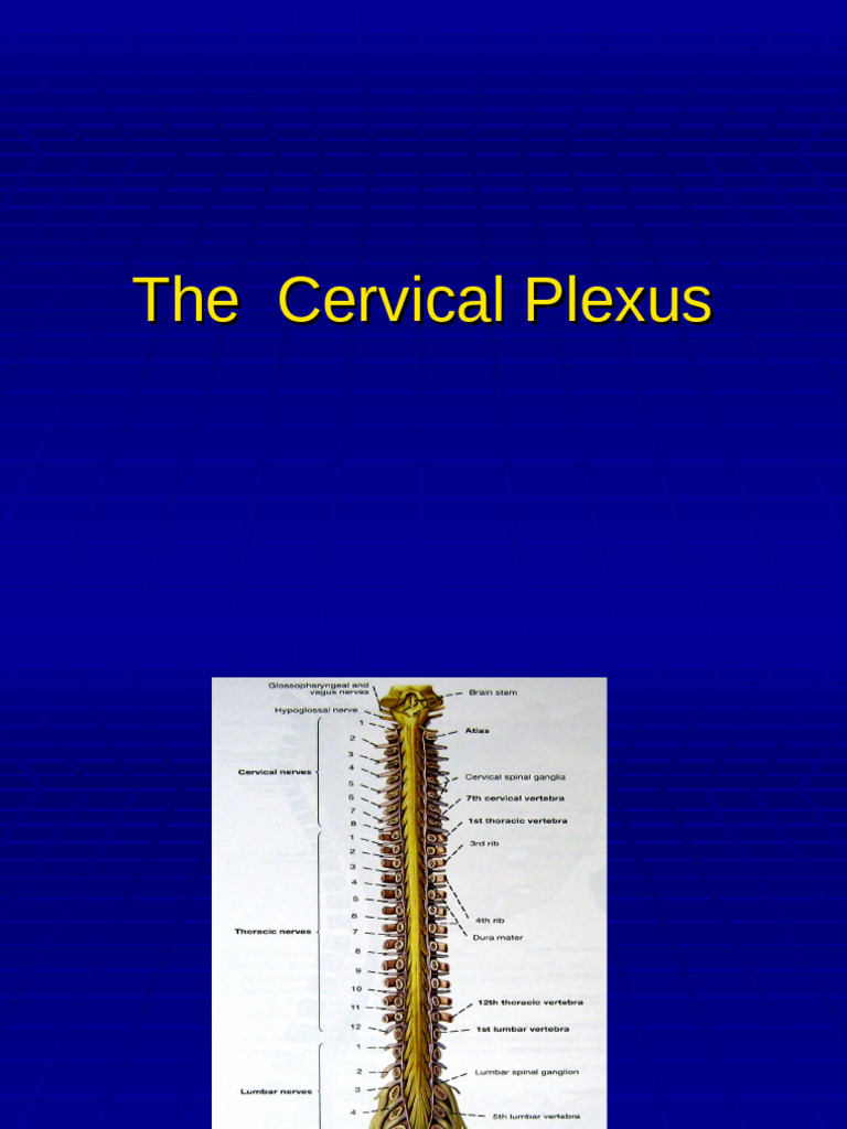 #5-The Cervical Plexus | PDF | Neck | Primate Anatomy