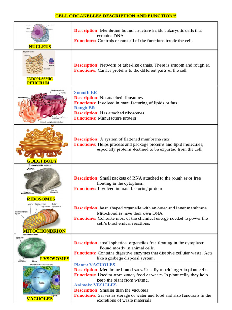 Endoplasmic Reticulum Functions Explained | PDF | Cell (Biology) | Endoplasmic Reticulum
