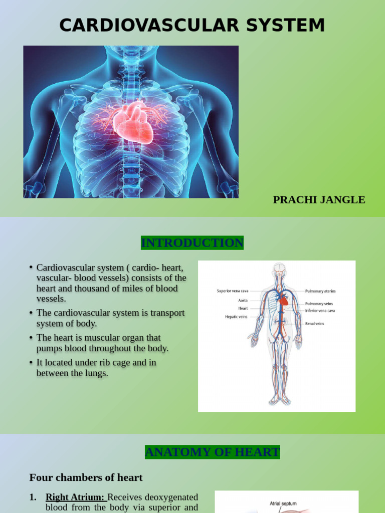 Cardiovascular System 1 | PDF | Heart | Heart Valve