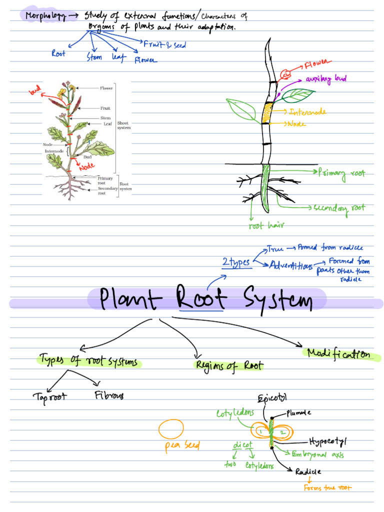 Plant Morphology | PDF | Plant Morphology | Plant Reproduction