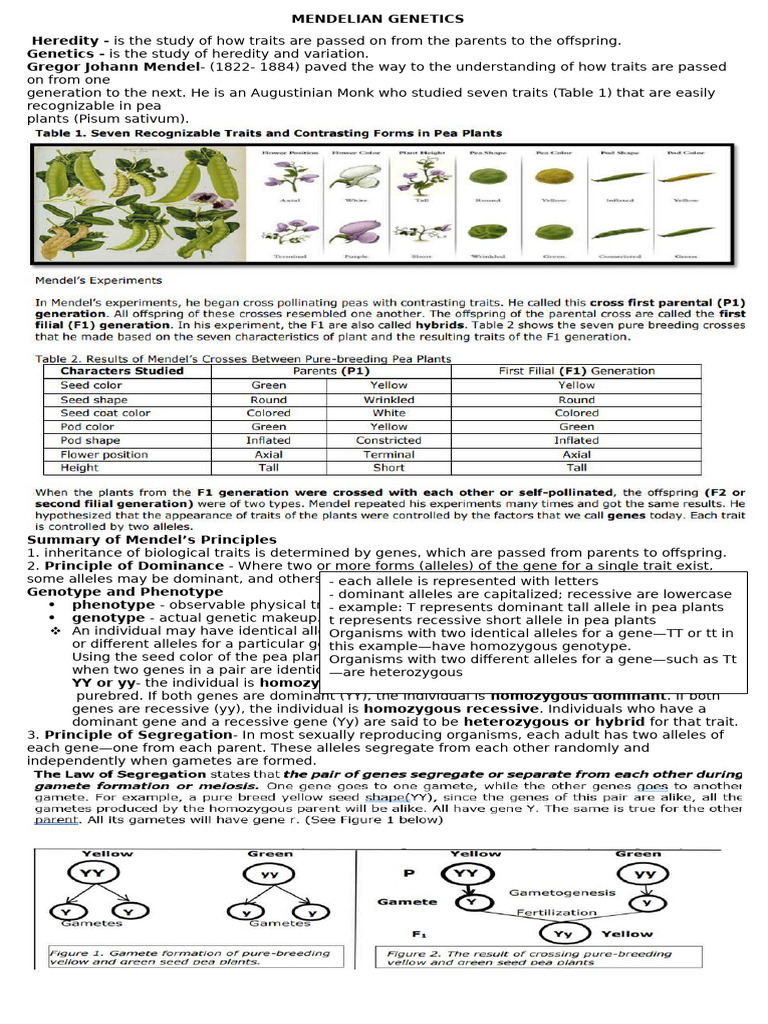 MENDELIAN GENETICS-module | PDF | Dominance (Genetics) | Genotype