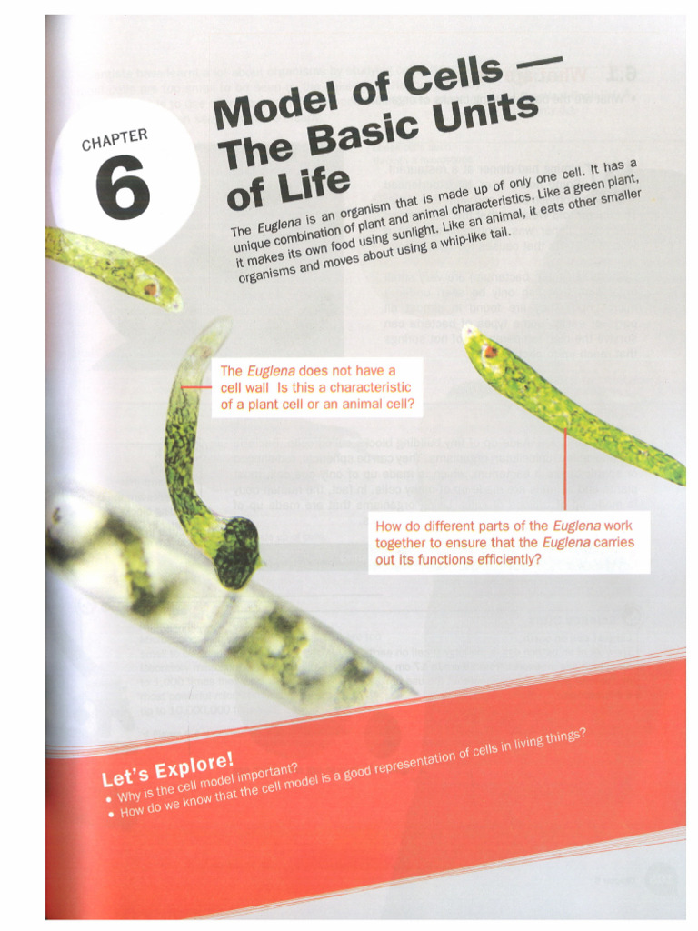 S1 Science Matters Volume-A_Chapter-6 | PDF