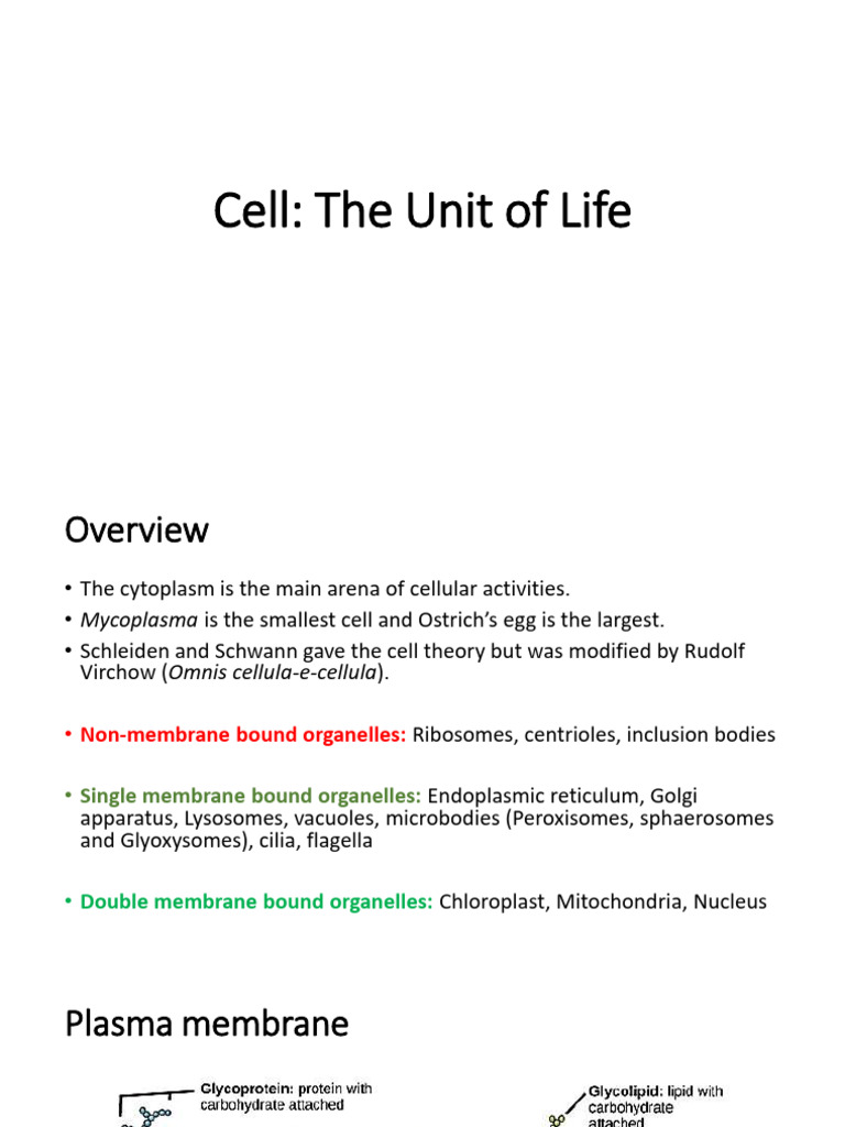 NSEJS Faculty Training (Cell) and Diversity | PDF | Mitosis | Meiosis