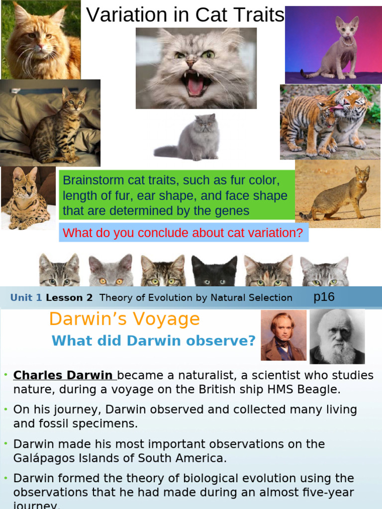 Cat Traits and Darwin's Evolution Theory | PDF | Natural Selection ...