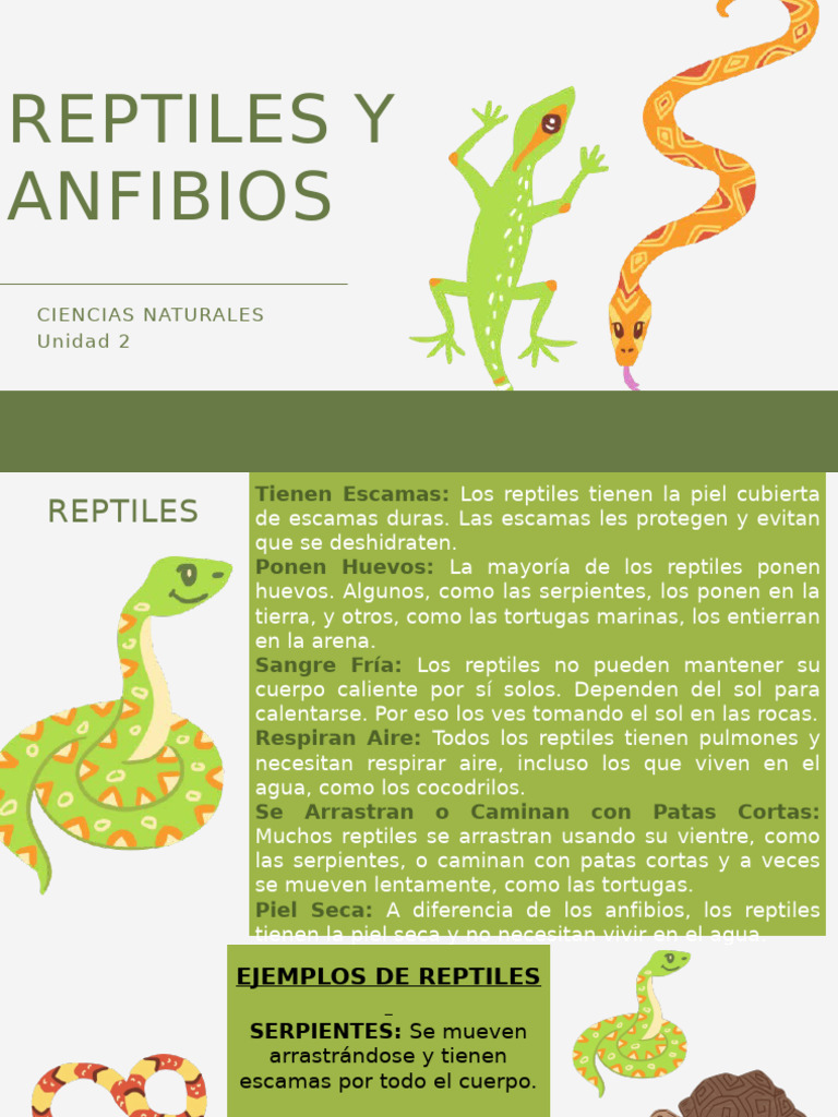 Reptiles y Anfibios Unidad 2 | PDF | Reptil | Anfibio