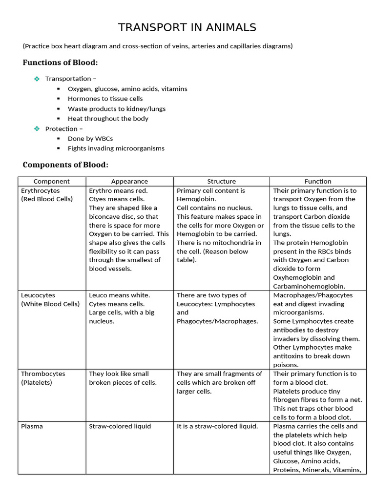 Transport in Animals - Notes | PDF | Lymph | Artery