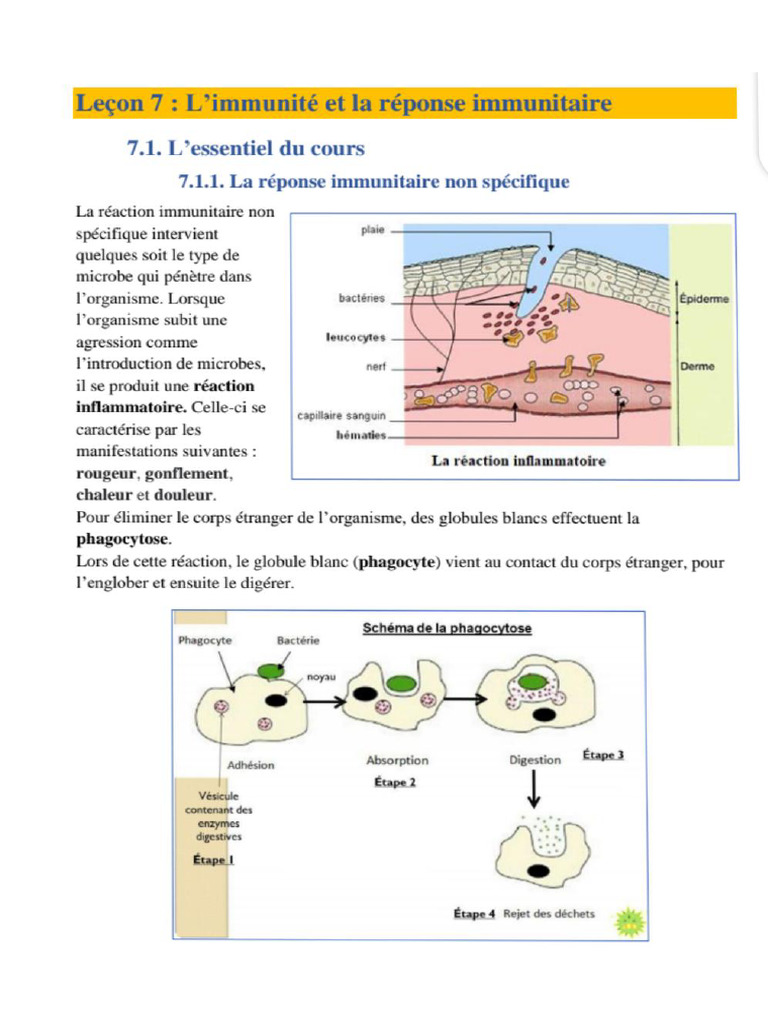 L'Immunité Et La Réponse Immunitaire | PDF