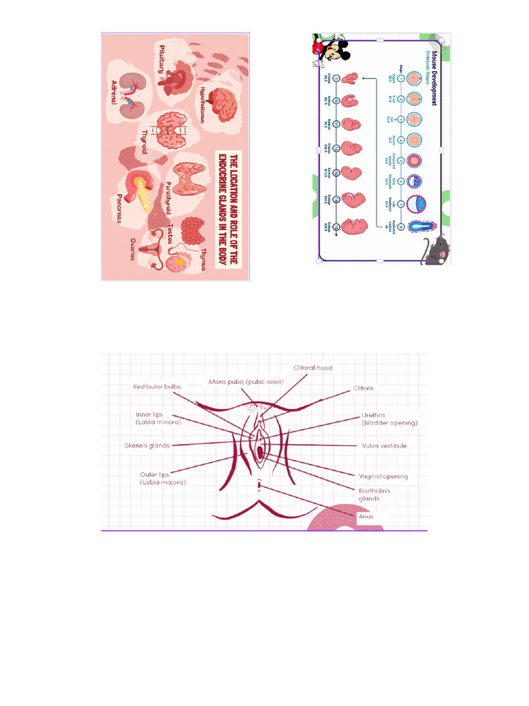 Endocrine and reproductive system | PDF