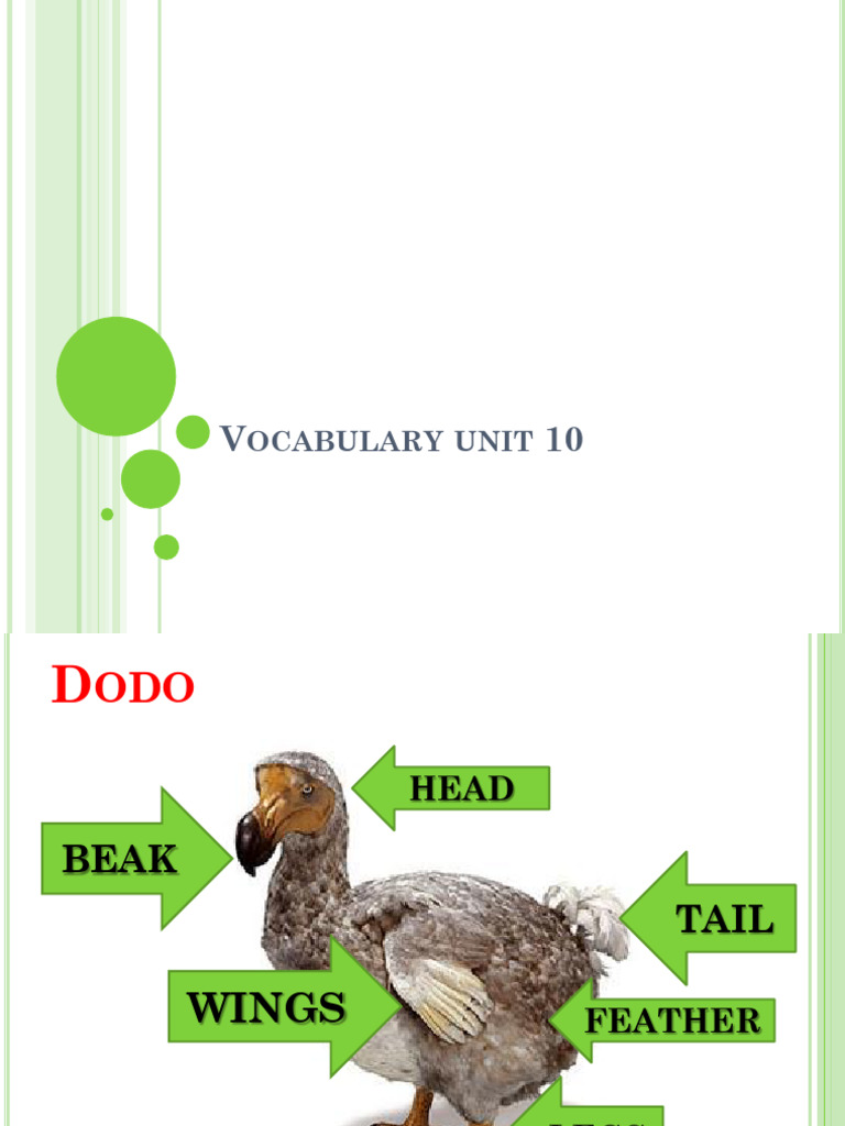 Vocabulary Unit 10 (Double Click 1) | PDF | Dinosaurs | Columbidae