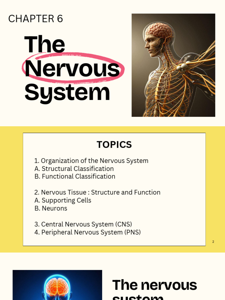 CHAPTER-6-NERVOUS-SYSTEM | PDF | Central Nervous System | Nervous System