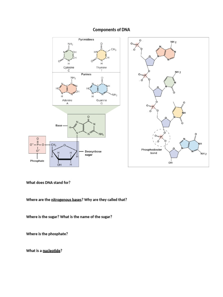 4-Components of DNA-handout | PDF